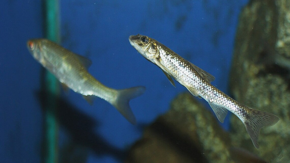 Le Goujon symbolisme