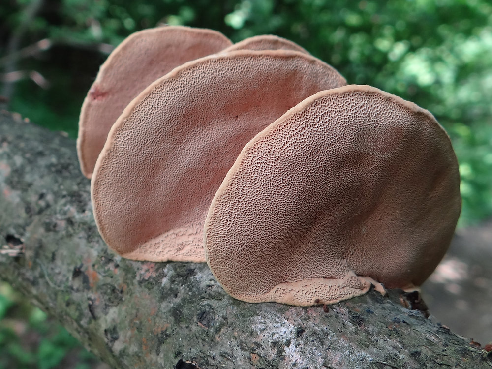 Le Polypore rutilant symbolisme