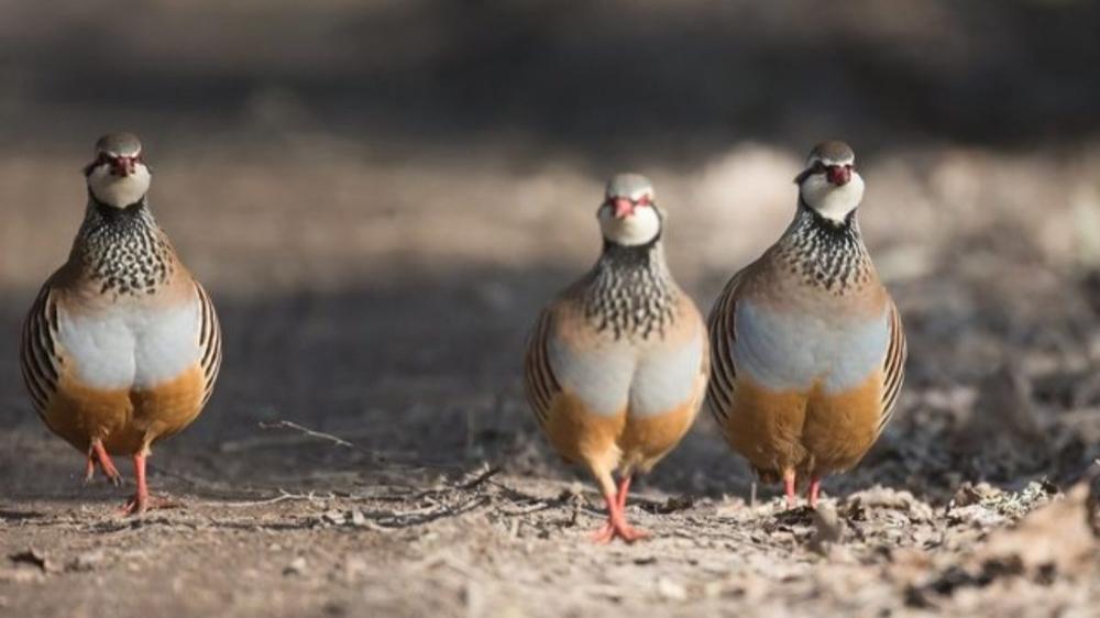 La Perdrix symbolisme