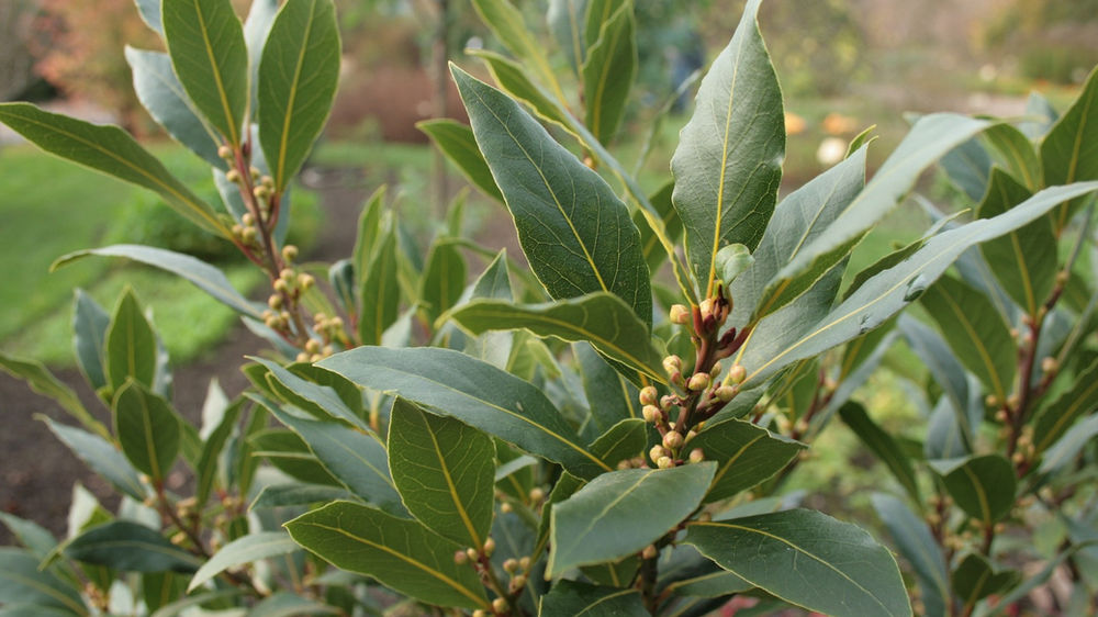 Le Laurier symbolisme