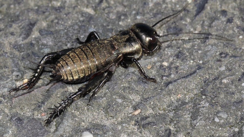 Le Grillon symbolisme