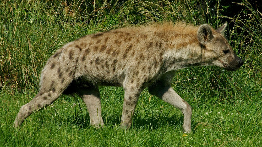 La Hyène symbolisme