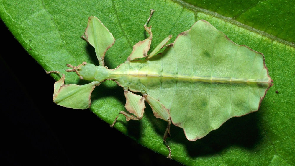 Le Phasme symbolisme