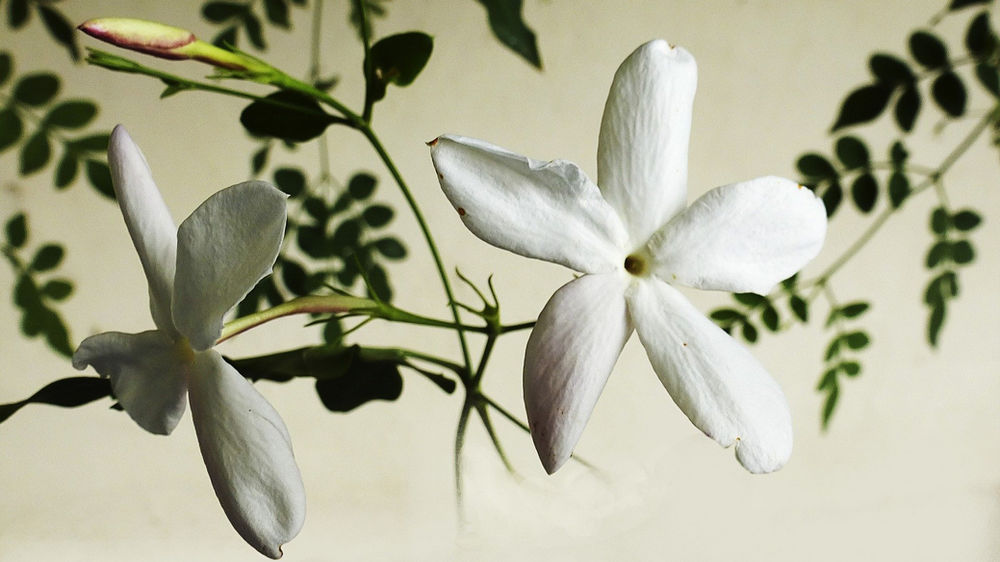Le Jasmin symbolisme