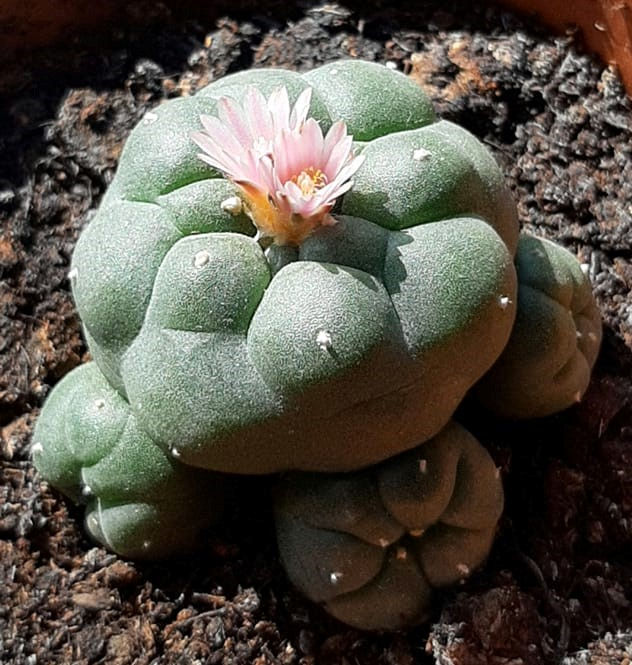 Le Peyotl symbolisme