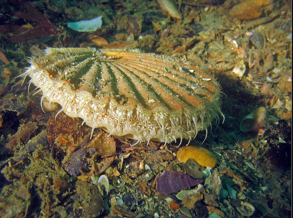 Les Mollusques symbolisme