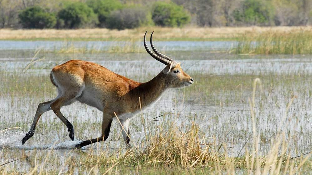 L'Antilope