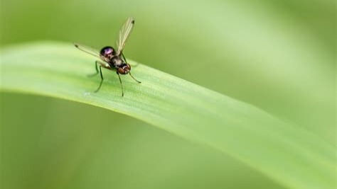 Le Moucheron symbolisme