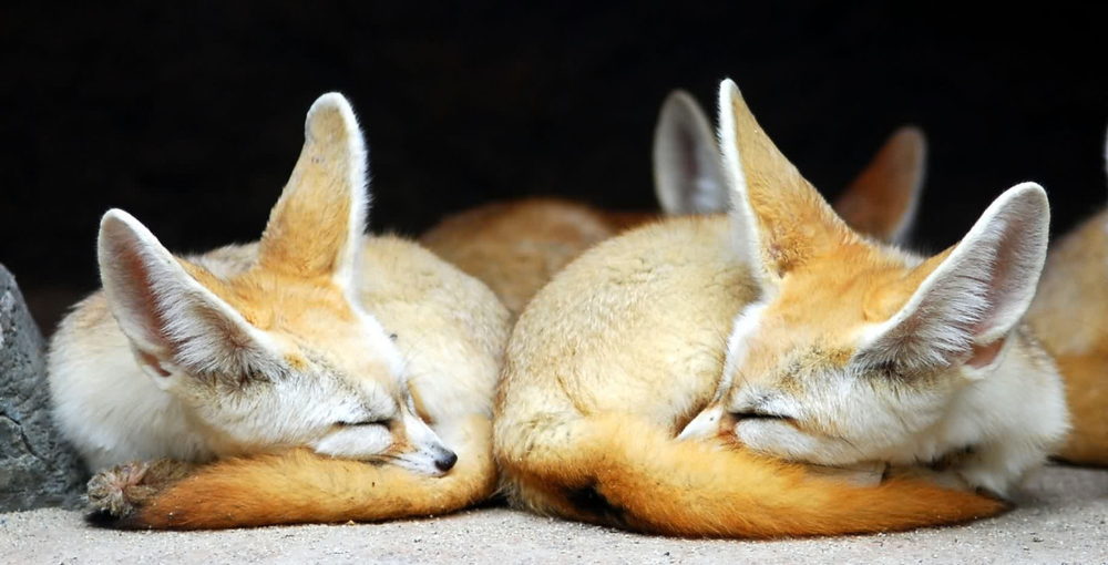 Le Fennec