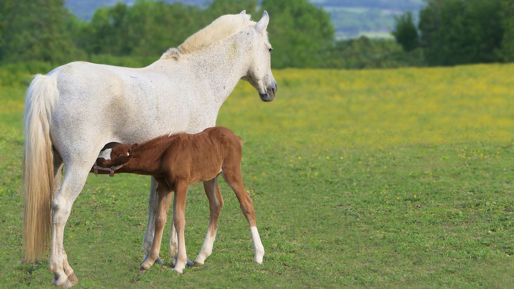 La Jument Symbolisme
