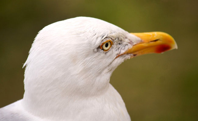 Le Goéland symbolisme