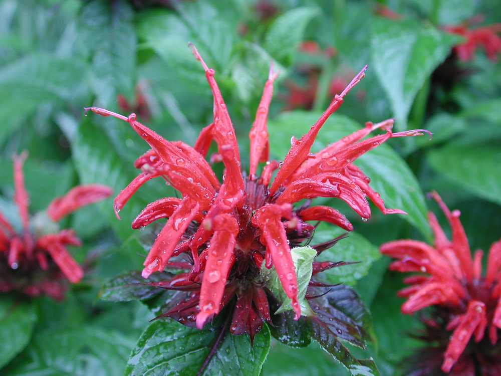 La Monarde symbolisme