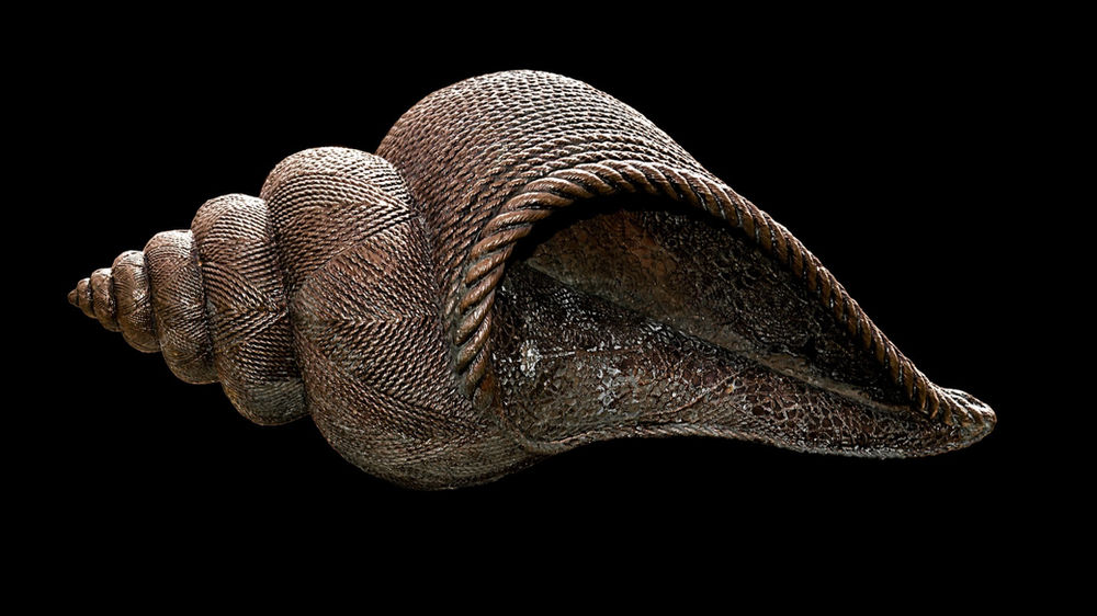 La Conque symbolisme