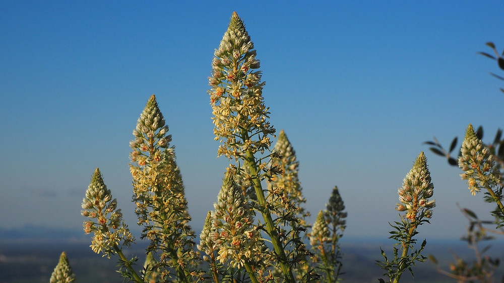 Le Réséda symbolisme