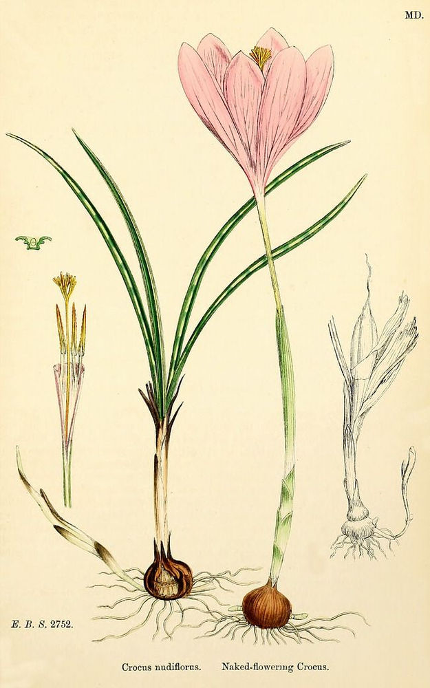 Le Crocus symbolisme