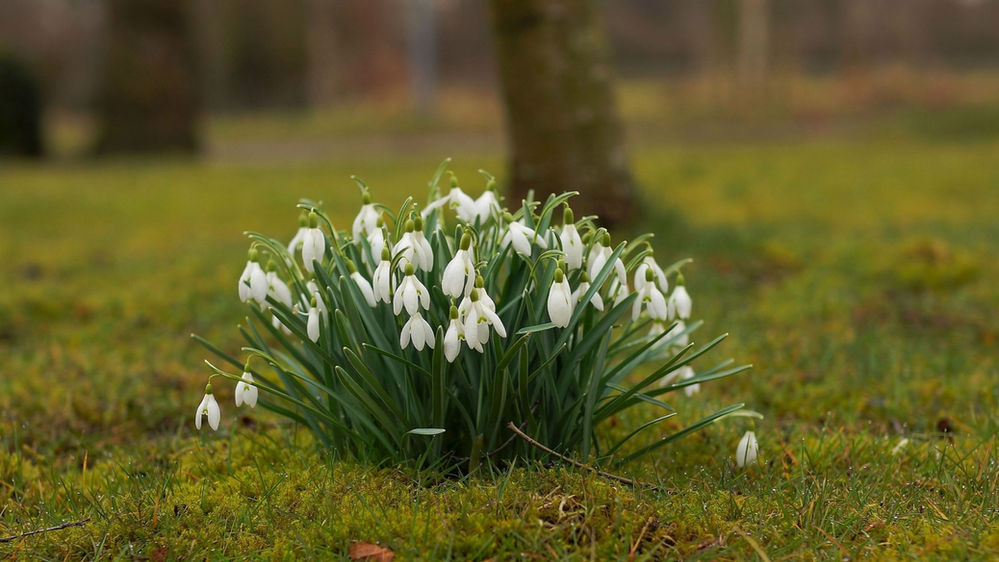 Le Perce-neige symbolisme