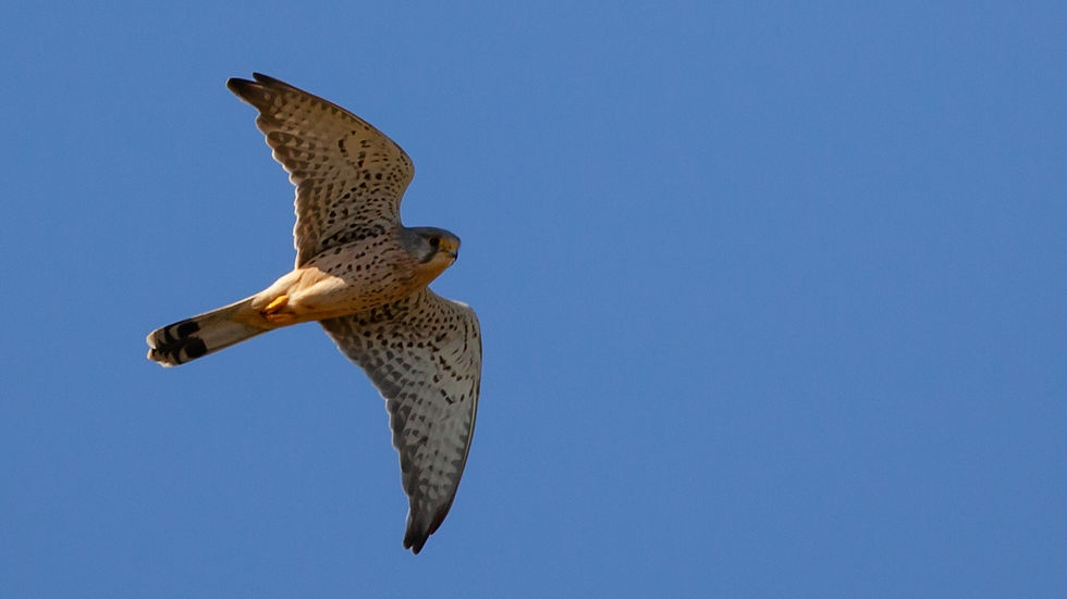 Le Faucon symbolisme