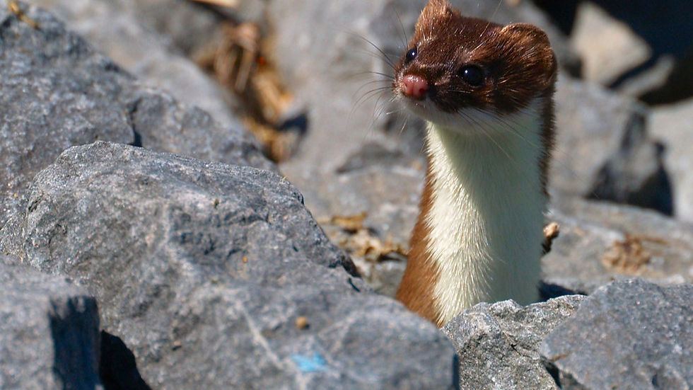 La Belette symbolisme