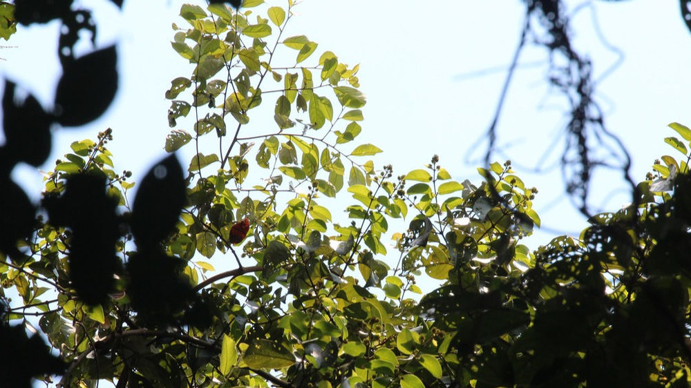 Le Benjoin symbolisme