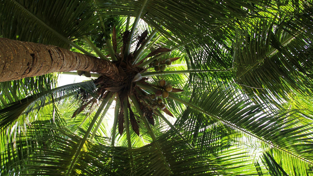 Le Palmier symbolisme