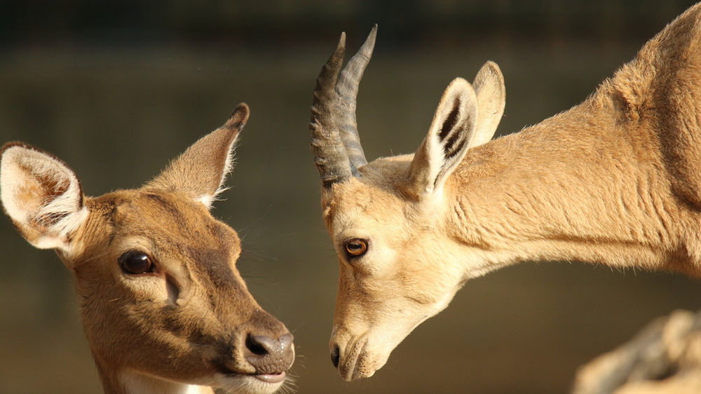 La Gazelle symbolisme