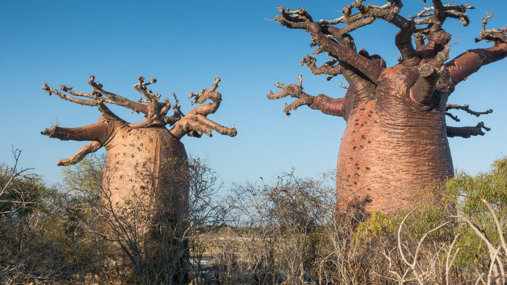 Le Baobab symbolisme