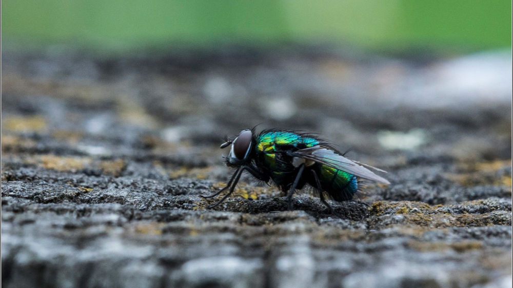 La Mouche symbolisme