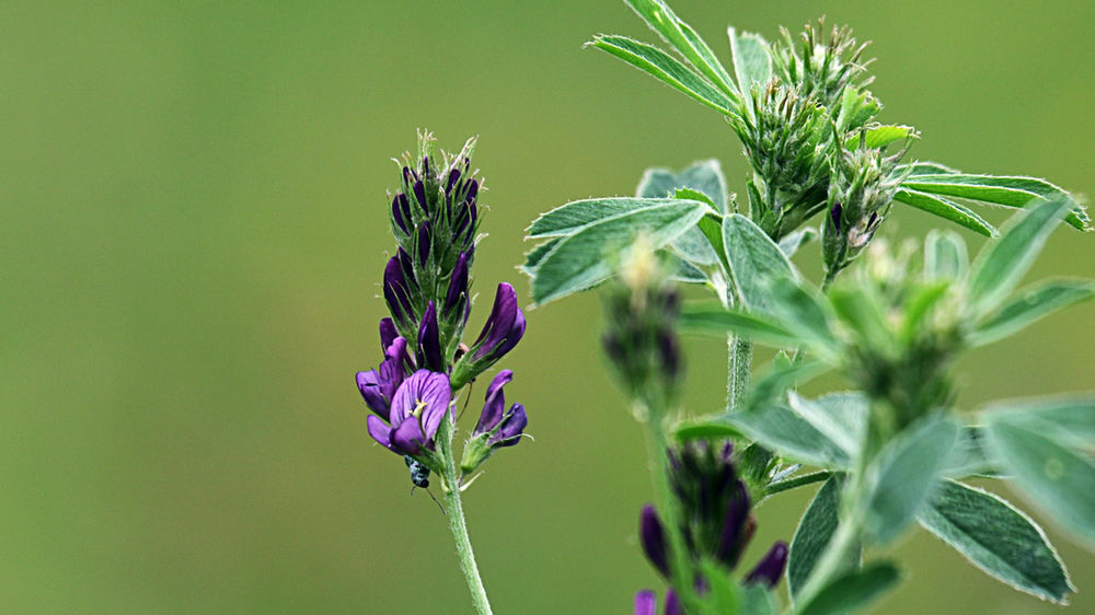 La Luzerne symbolisme