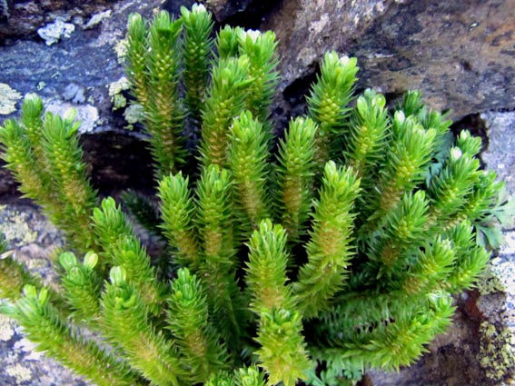 Le Lycopode symbolisme