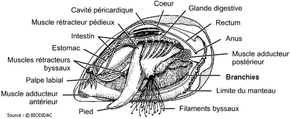 La Moule