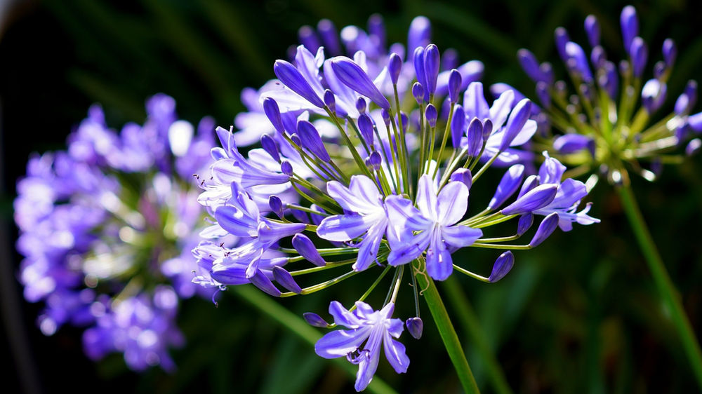 L'Agapanthe