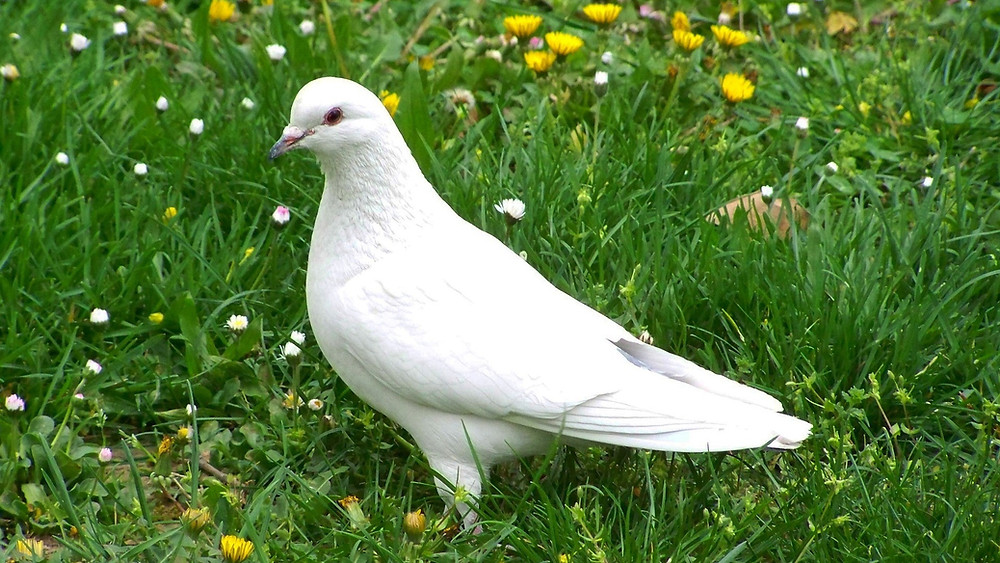 La Colombe symbolisme