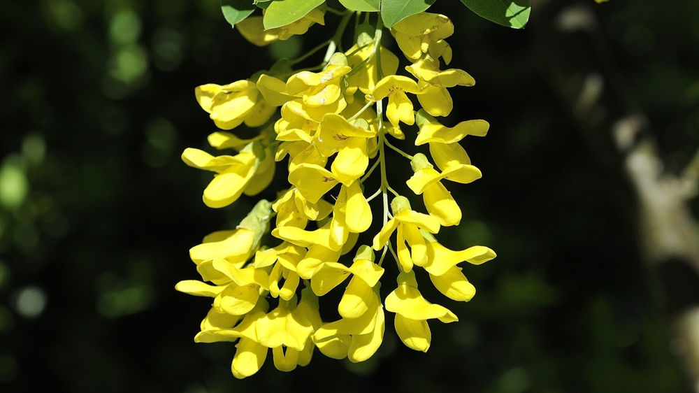 Le Cytise symbolisme