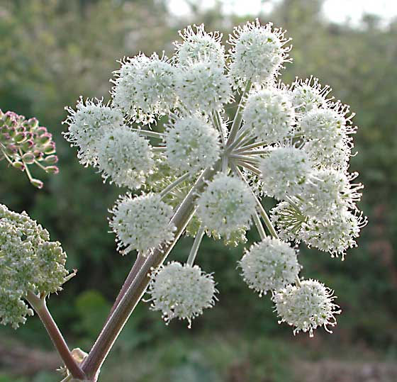 L'Angélique symbolisme