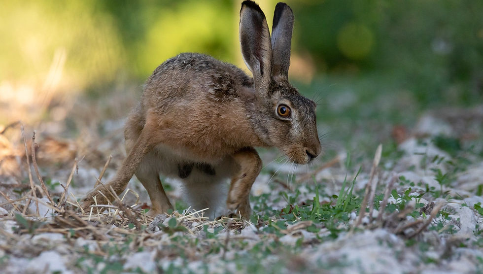 Le Lièvre symbolisme