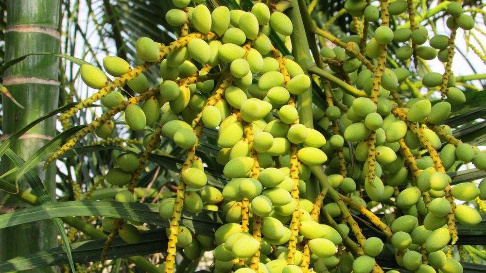 Le Dattier symbolisme