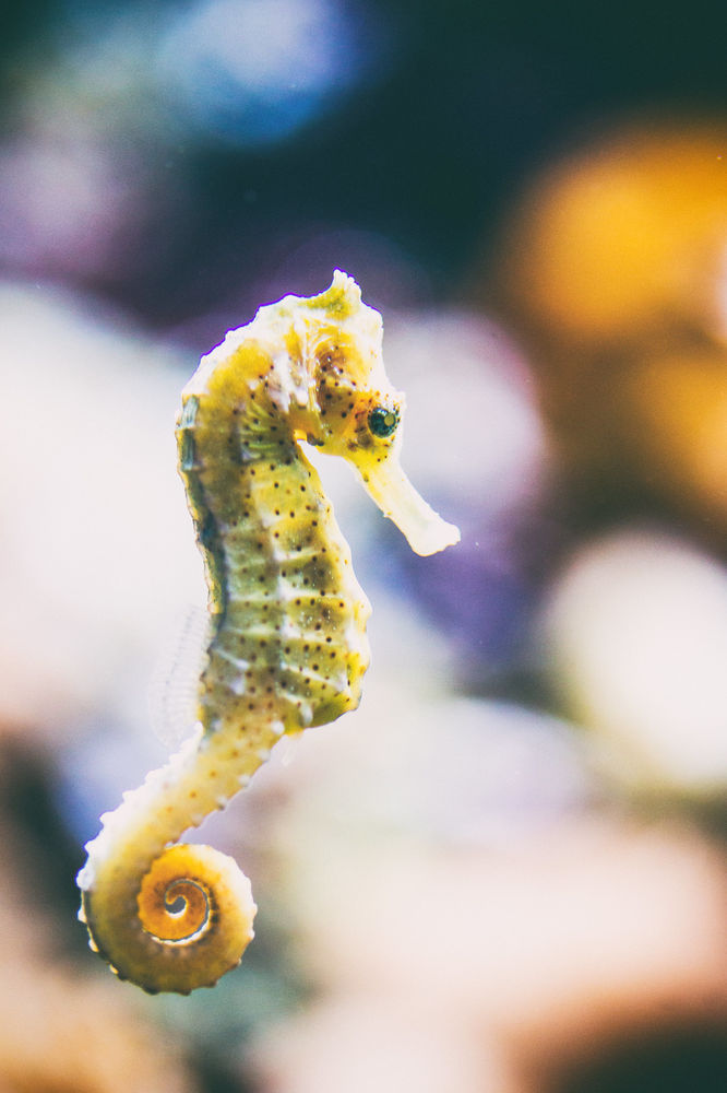 L'Hippocampe symbolisme