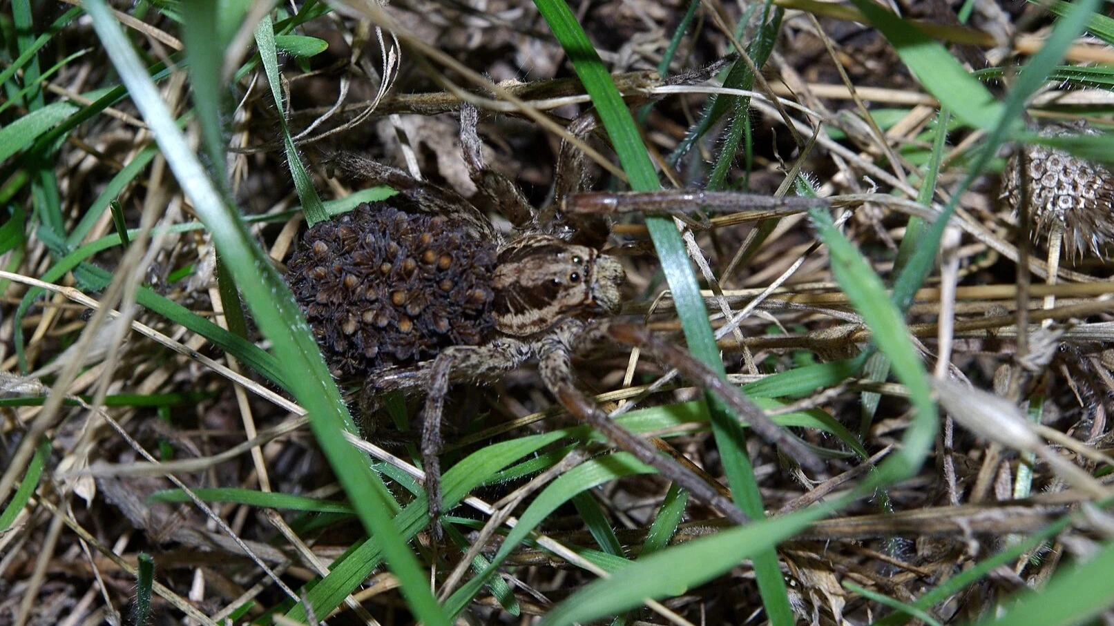 La Tarentule symbolisme