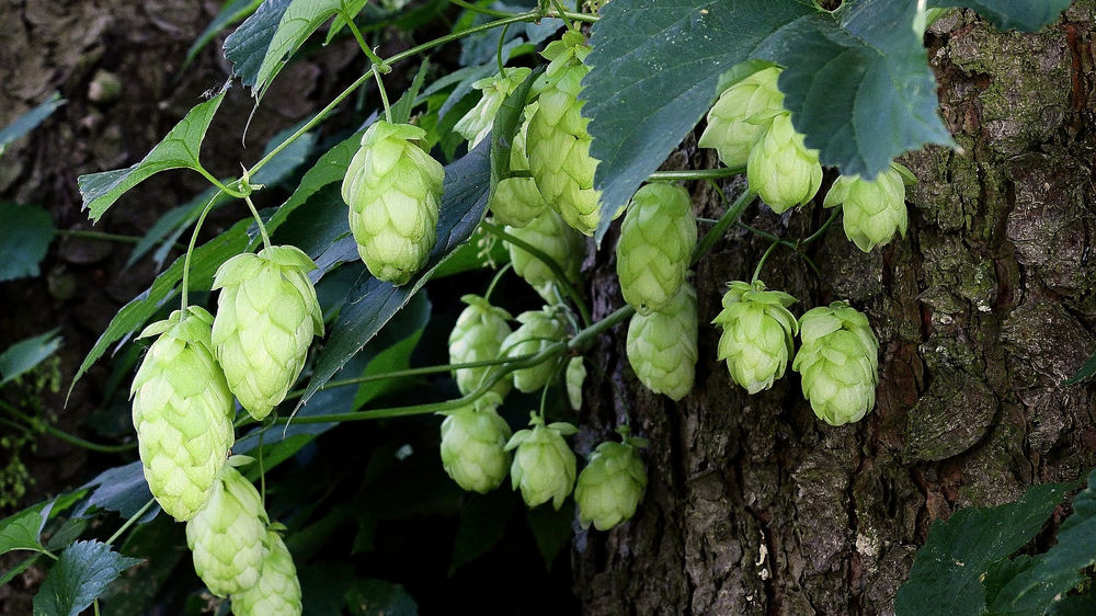 Le Houblon symbolisme