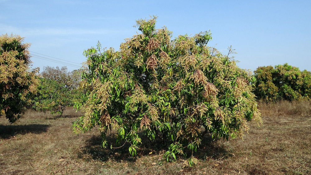 Le Manguier symbolisme