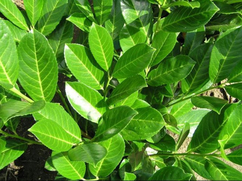 Le Laurier symbolisme