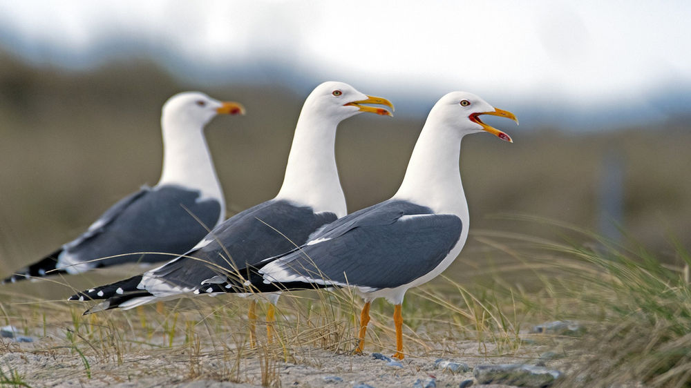 Le Goéland symbolisme
