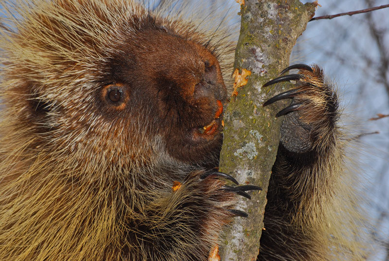 Le Porc-épic symbolisme