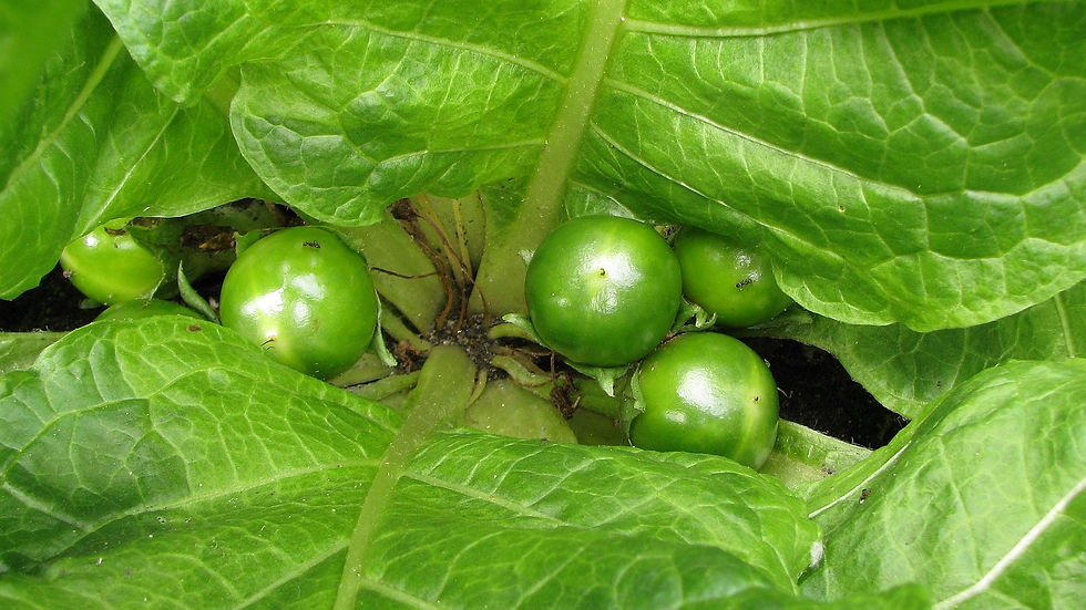 La Mandragore symbolisme