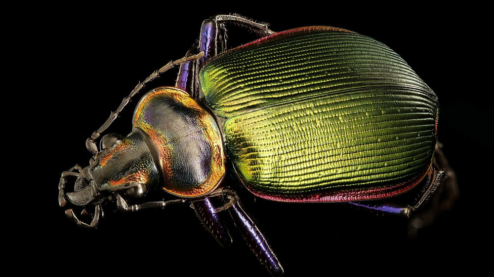 Le Scarabée symbolisme