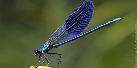 La Libellule symbolisme