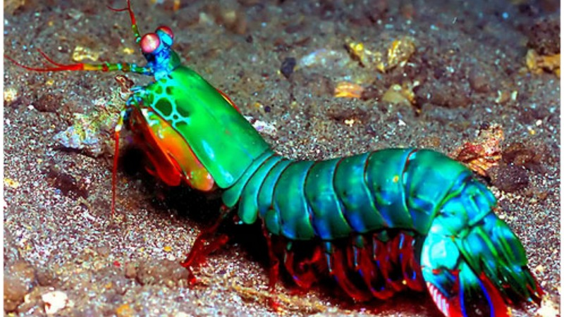 La Crevette symbolisme