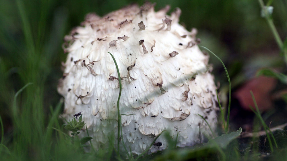 Le Coprin chevelu symbolisme