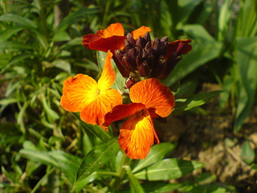 La Giroflée symbolisme