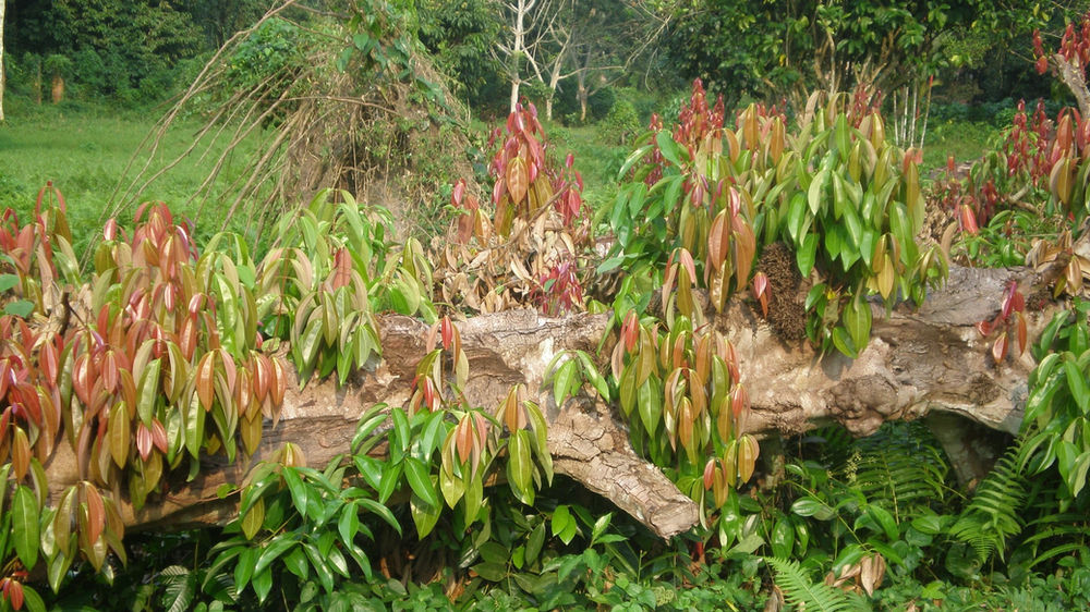 Le Cannelier symbolisme